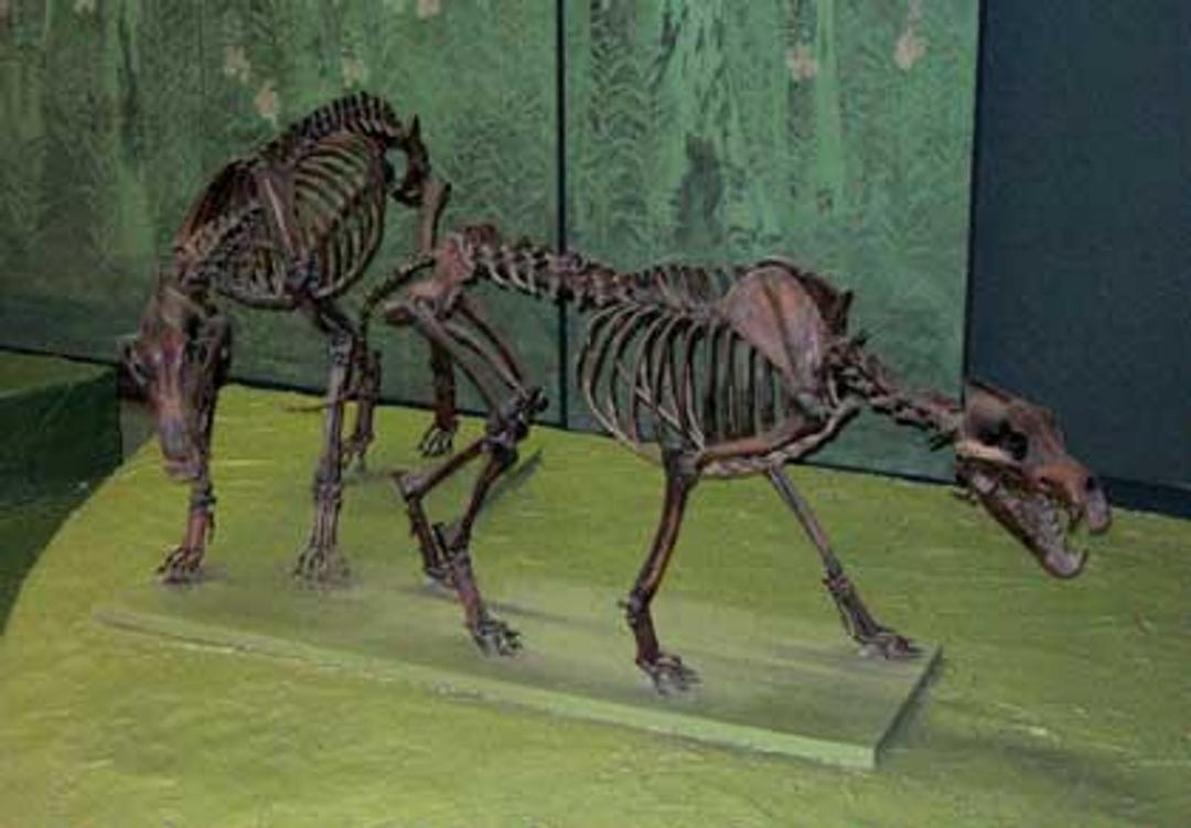 Les origines du chien
