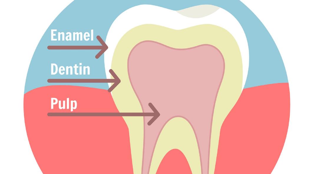 Définition | Dentine : qu'est-ce que c'est ? | Futura santé