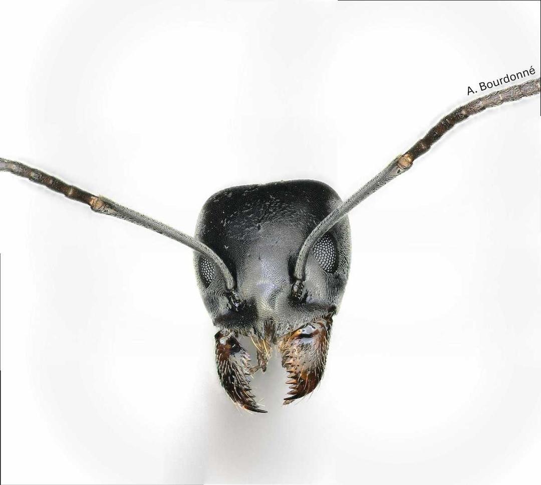 Ce que l’on sait de « Tapinoma magnum », la fourmi noire et brillante ...