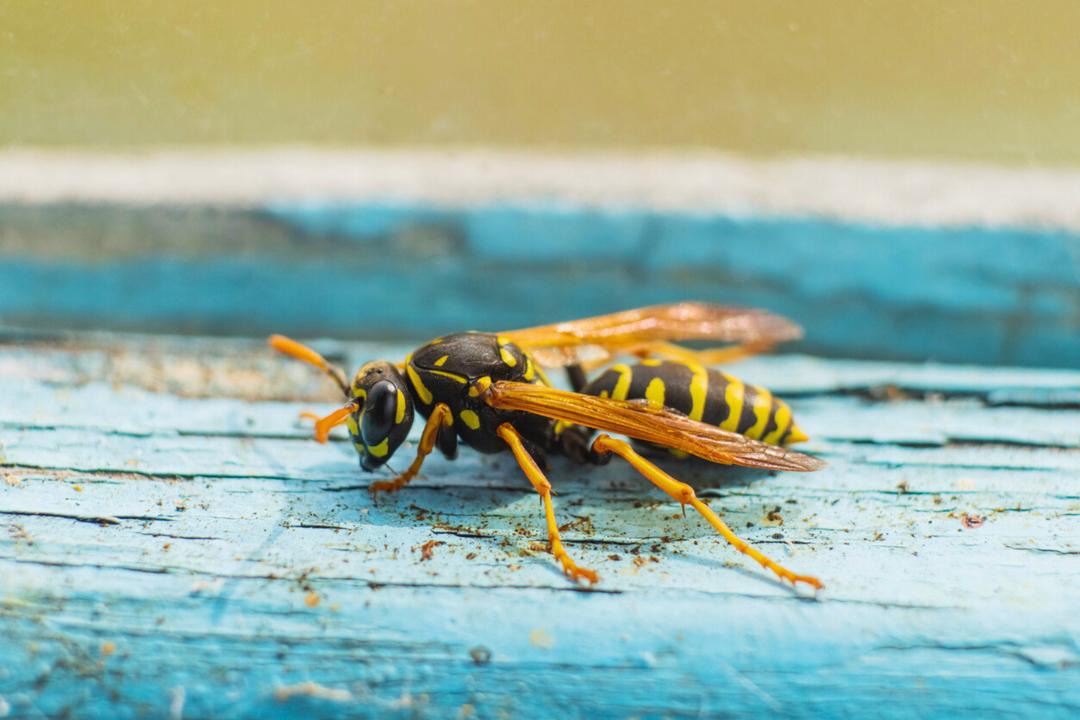 N'écrasez surtout pas ce frelon asiatique ! Voici pourquoi