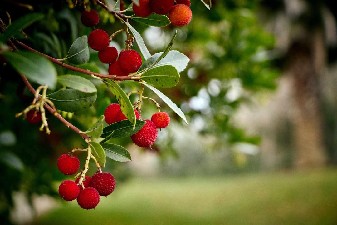 Physalis, cornouille, arbouse… connaissez vous ces fruits oubliés qui ...