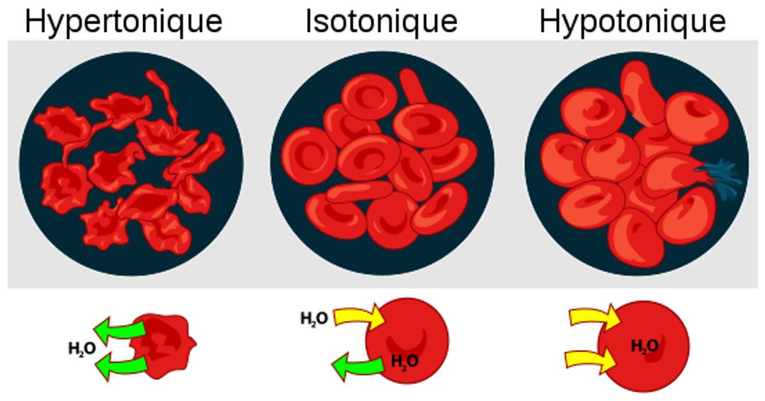 Définition | Sérum physiologique : qu'est-ce que c'est ? | Futura santé