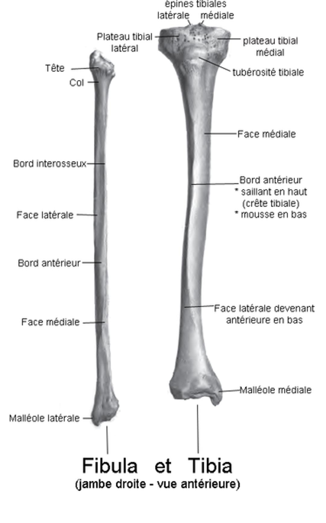 Définition | Fibula : qu'est-ce que c'est ? | Futura santé
