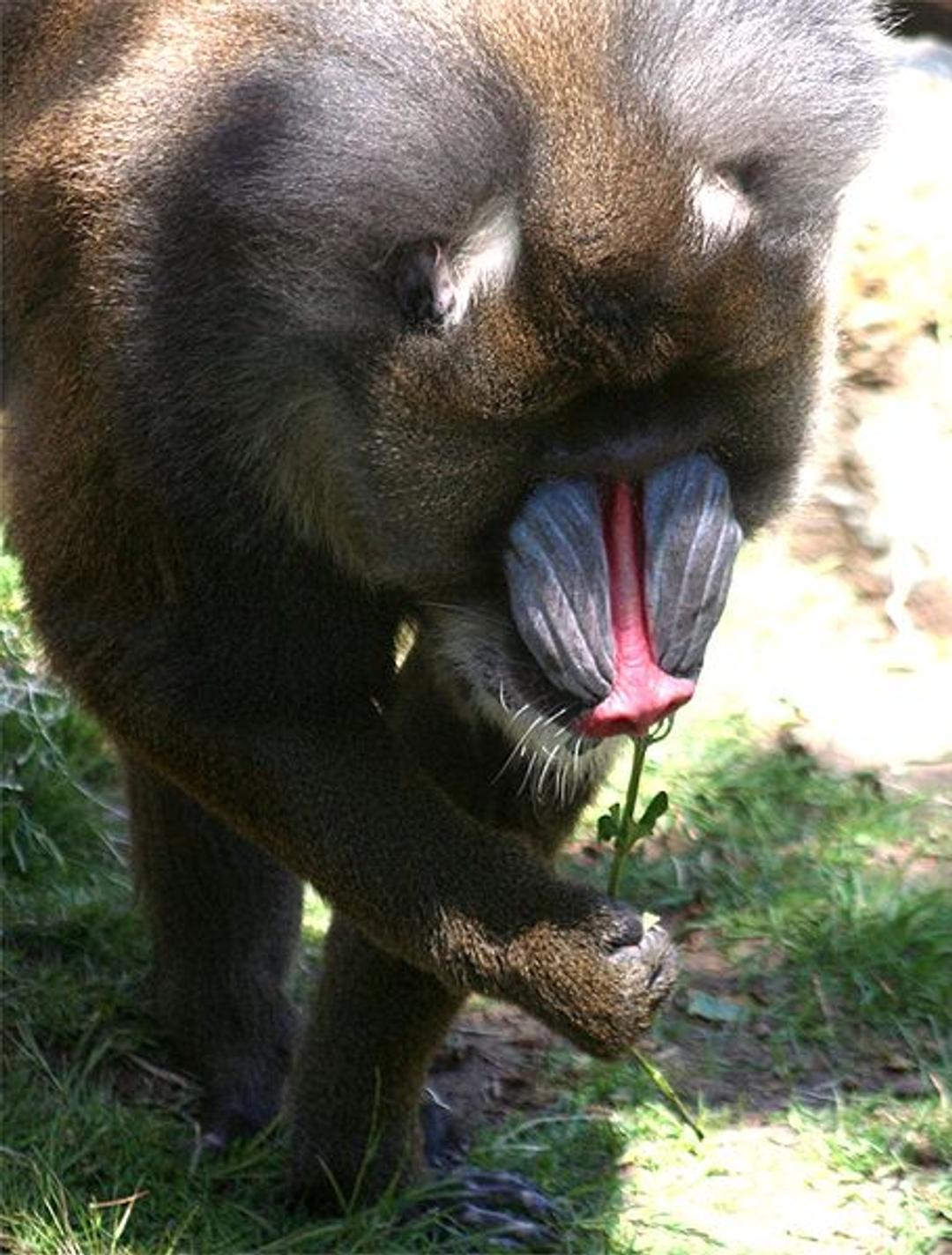 Définition | Mandrill : qu'est-ce que c'est ? | Futura planète