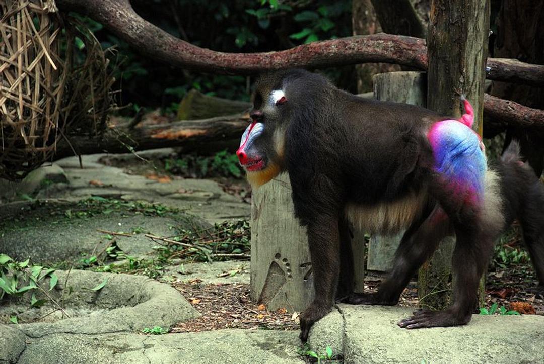 Définition | Mandrill : qu'est-ce que c'est ? | Futura planète