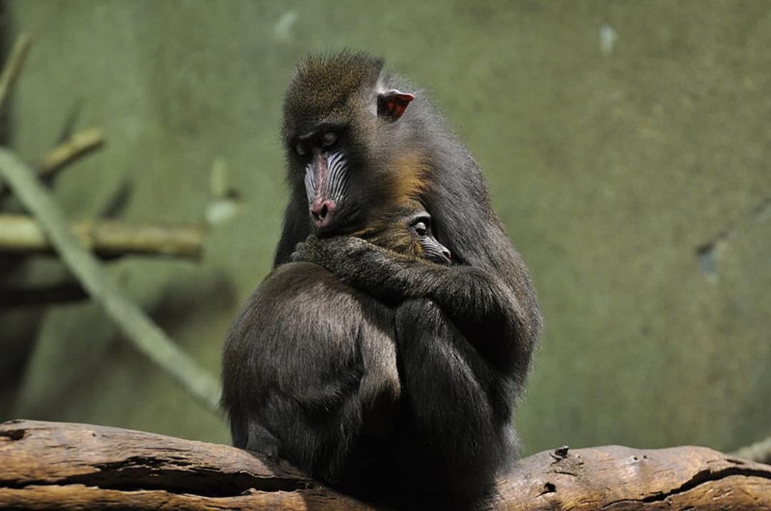 Définition | Mandrill : qu'est-ce que c'est ? | Futura planète