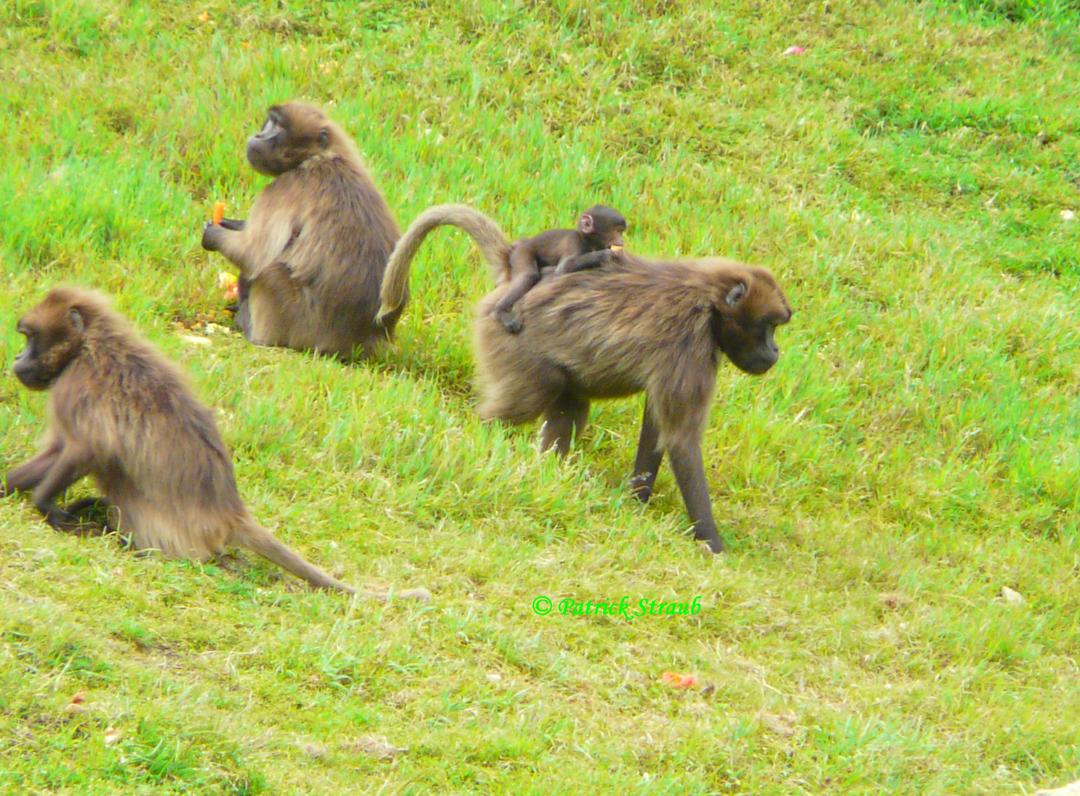 Définition | Gélada : qu'est-ce que c'est ? | Futura planète
