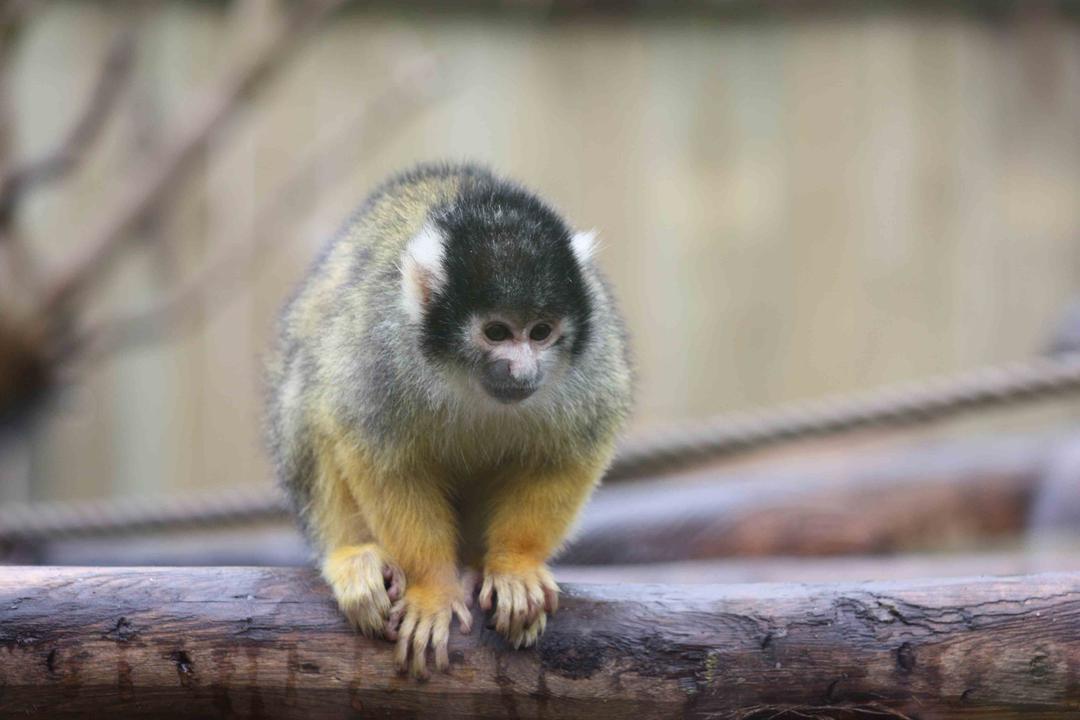Définition | Saïmiri commun : qu'est-ce que c'est ? | Futura planète