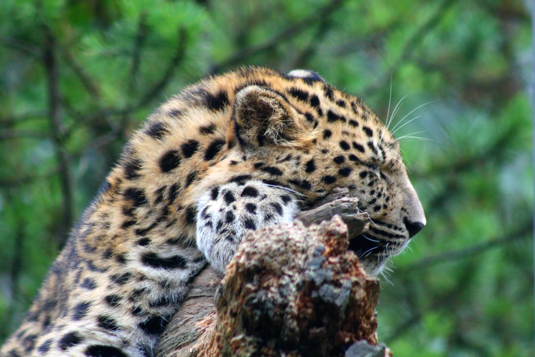 Définition | Once : qu'est-ce que c'est ? | Futura planète