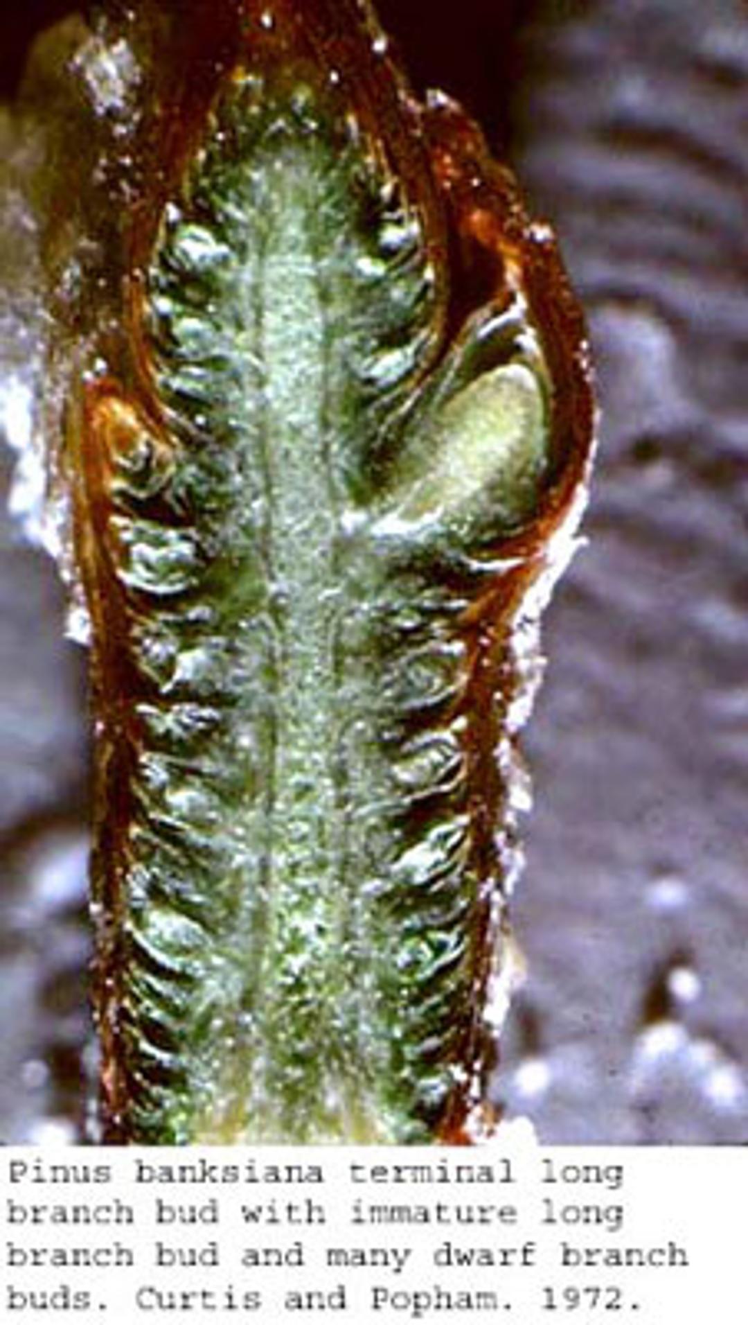 Définition | Bourgeon : qu'est-ce que c'est ? | Futura planète