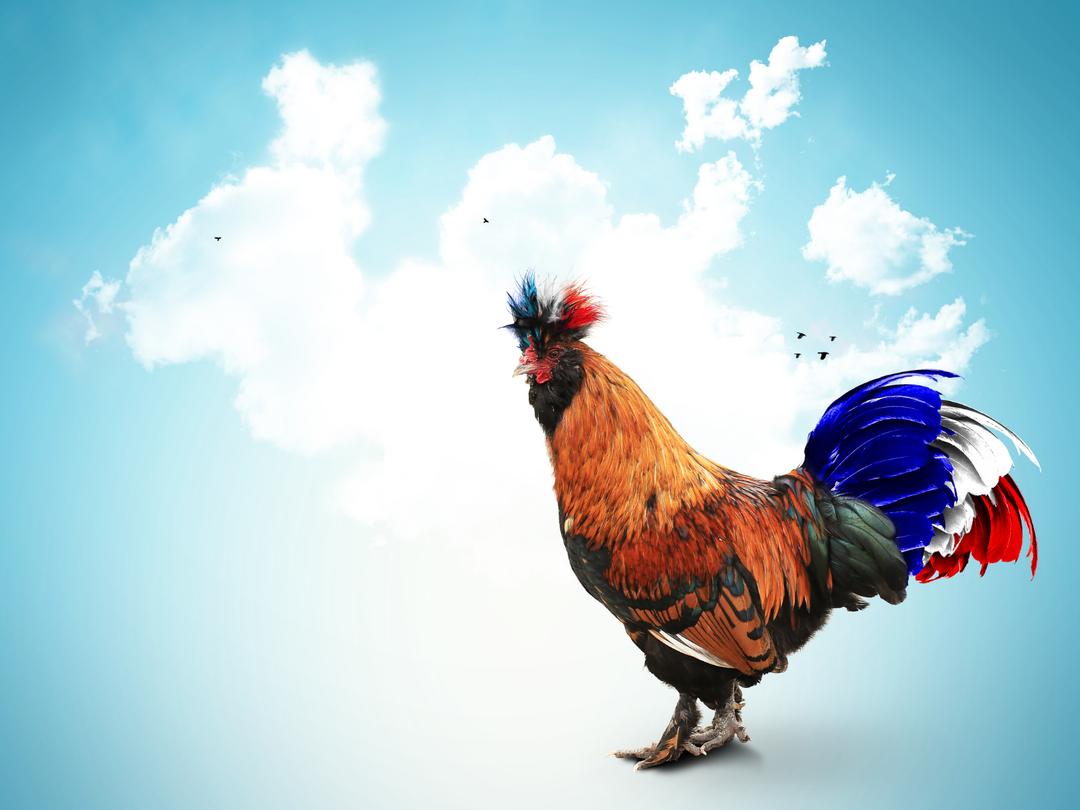 Pourquoi le coq est-il l'emblème de la France ? Découvrez son origine ...