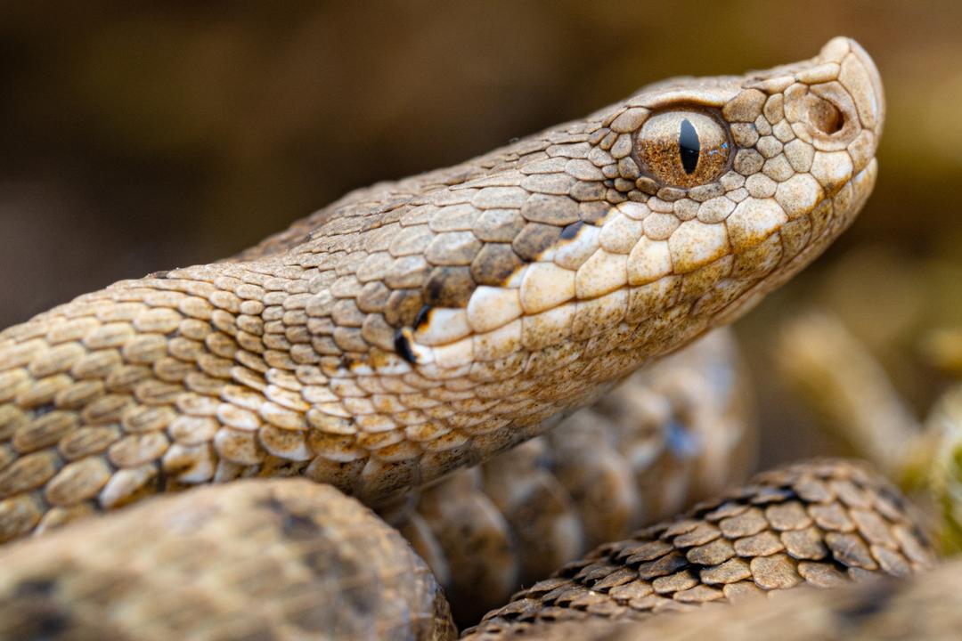 Le saviez-vous ? Un serpent dans votre jardin dit beaucoup de la santé ...