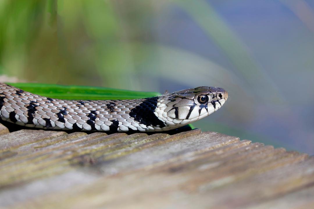 Le saviez-vous ? Un serpent dans votre jardin dit beaucoup de la santé ...