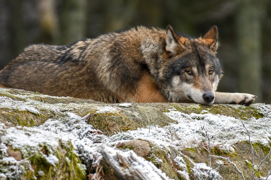 Effondrement de la biodiversité : la France parmi les pays les plus ...