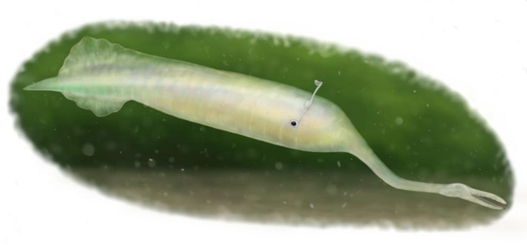 L’énigmatique monstre de Tully est-il un ancien parent des vertébrés