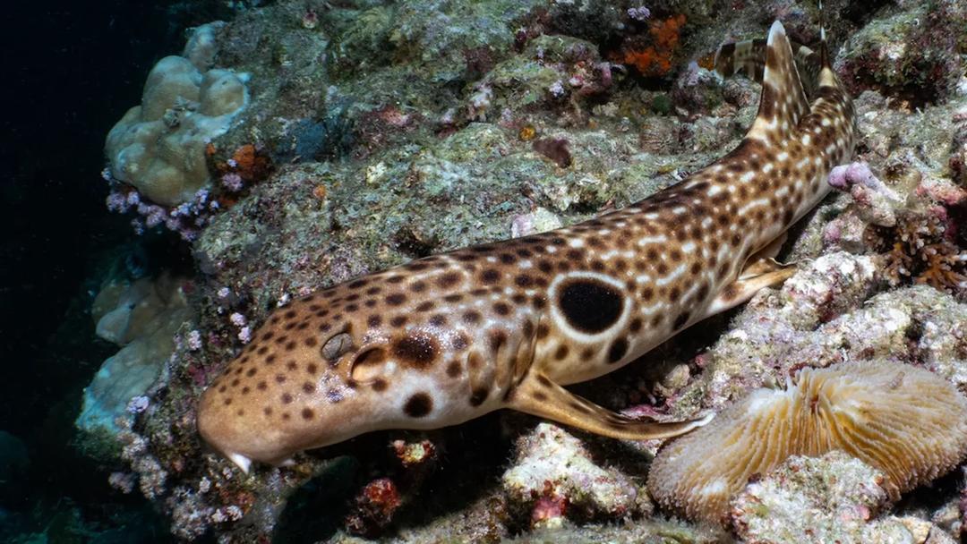 Un requin inconnu capable de « marcher » vient d’être découvert dans ...