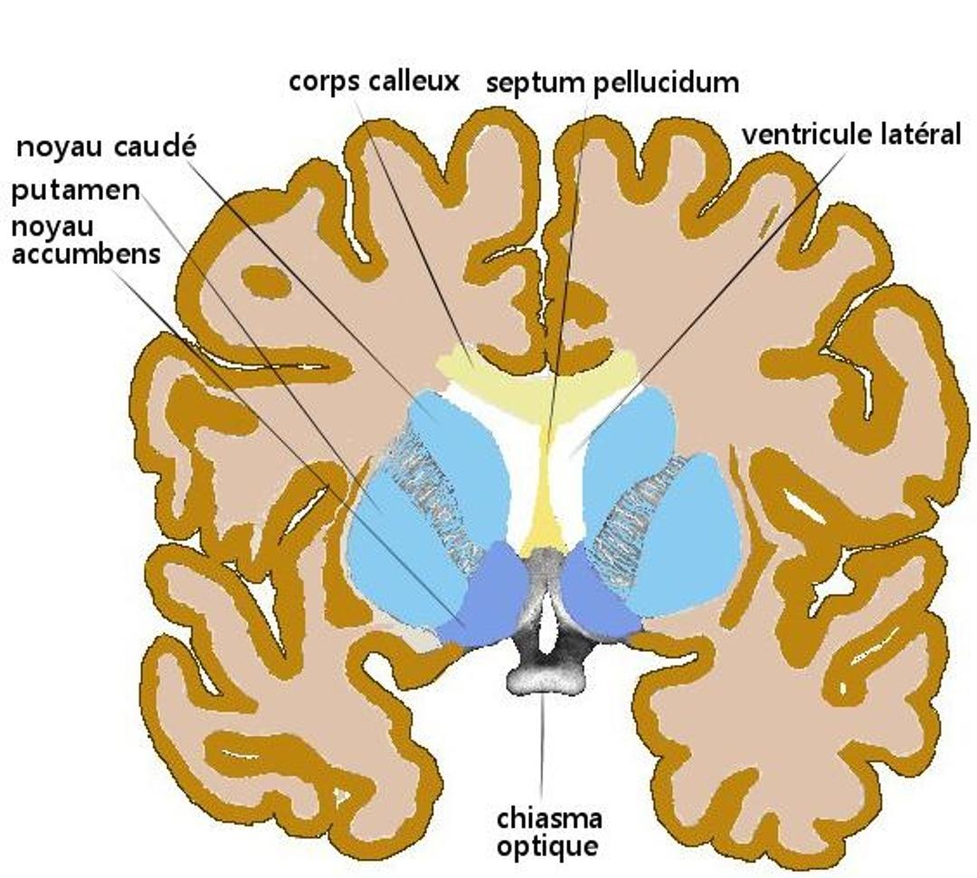 Définition | Noyau accumbens : qu'est-ce que c'est ? | Futura santé