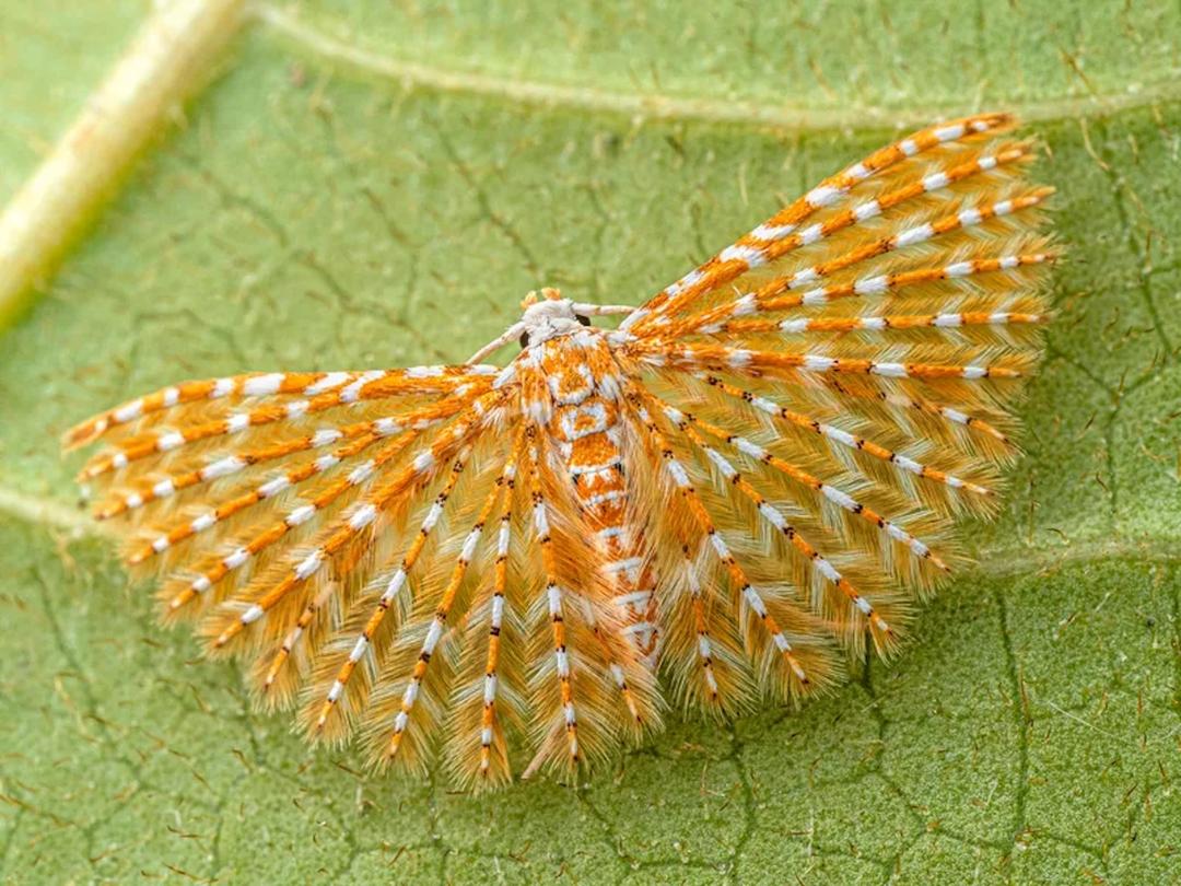 Araignées bleues, papillons à plumes… cette région d’Afrique cachait un ...