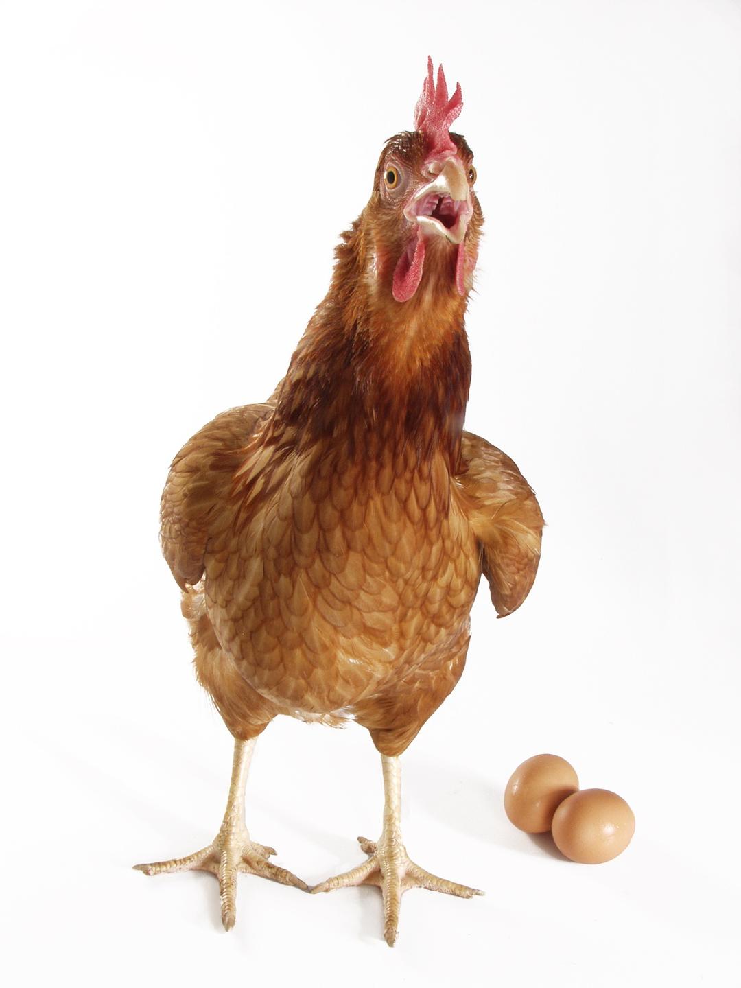 L’intelligence des poules serait sous-estimée