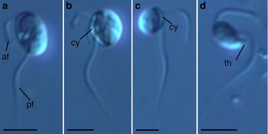 Une nouvelle forme de vie a été découverte sur Terre