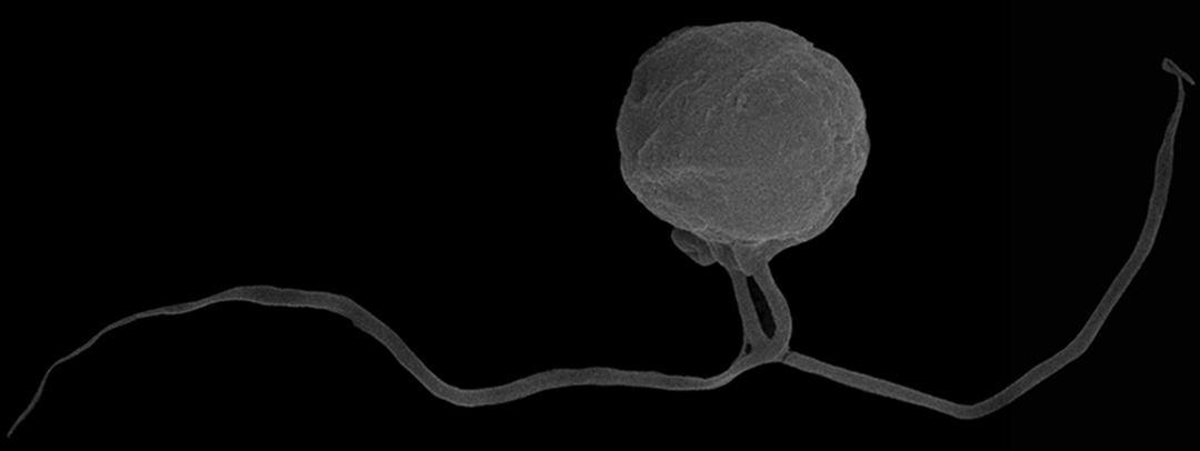 Une nouvelle forme de vie a été découverte sur Terre