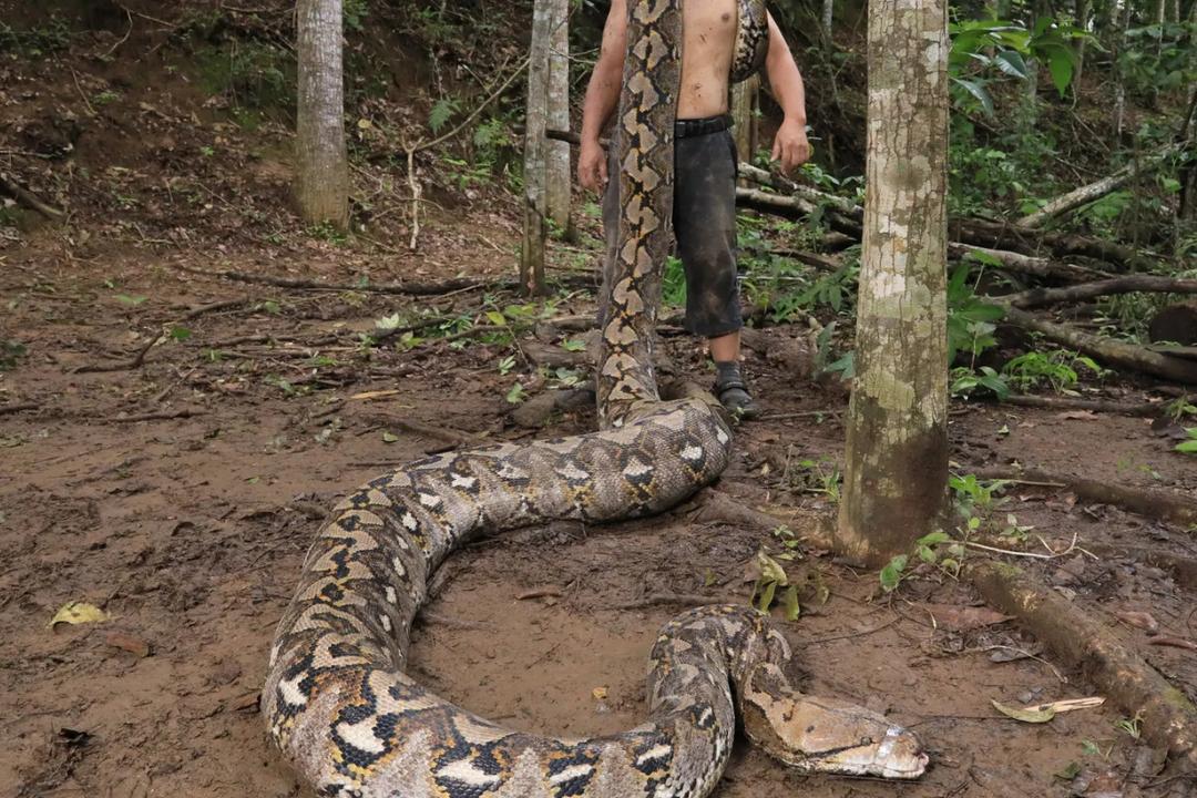 « Il pourrait avaler une vache » : ce python de 7,22 m fascine et inquiète
