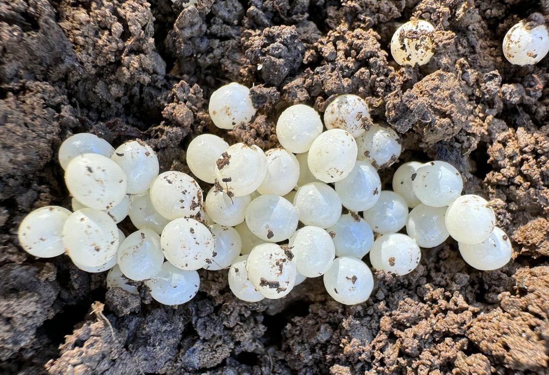Comment se reproduisent les escargots et à quelle période