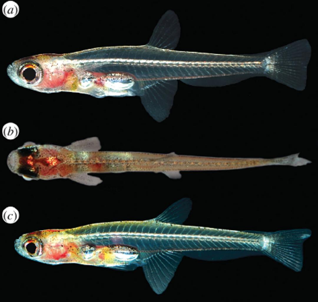 Quel est le plus petit poisson vivant