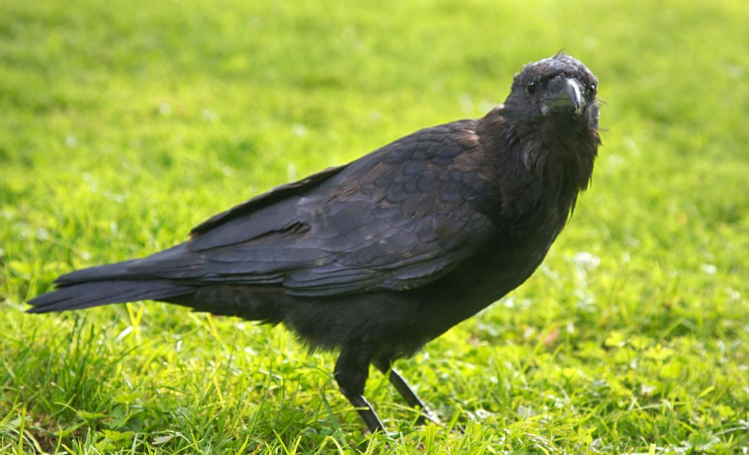 Quelle est la différence entre un corbeau et une corneille