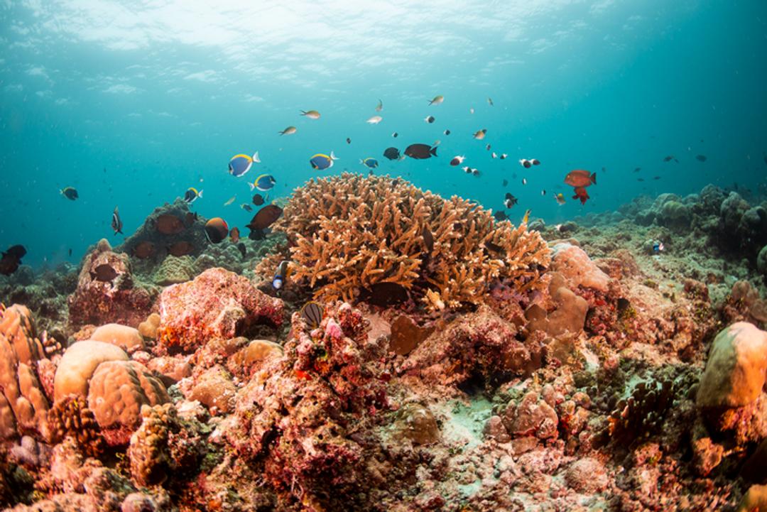Le corail a construit la seule structure vivante visible depuis l’espace