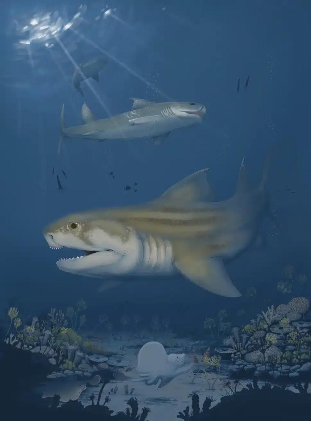 Un trésor paléontologique : deux requins préhistoriques refont surface ...