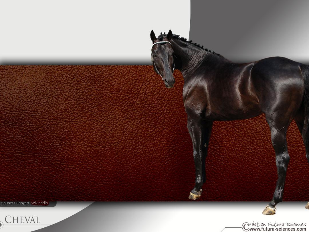 Cheval de course