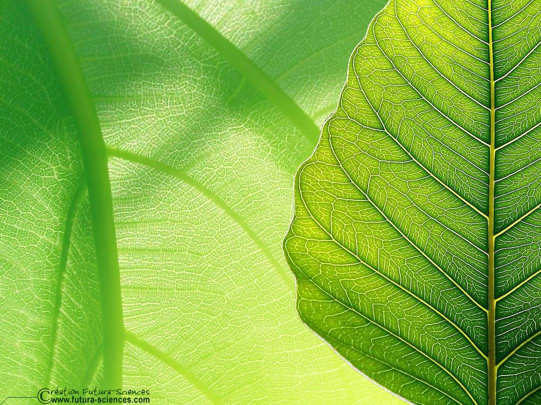 Feuille, nervures