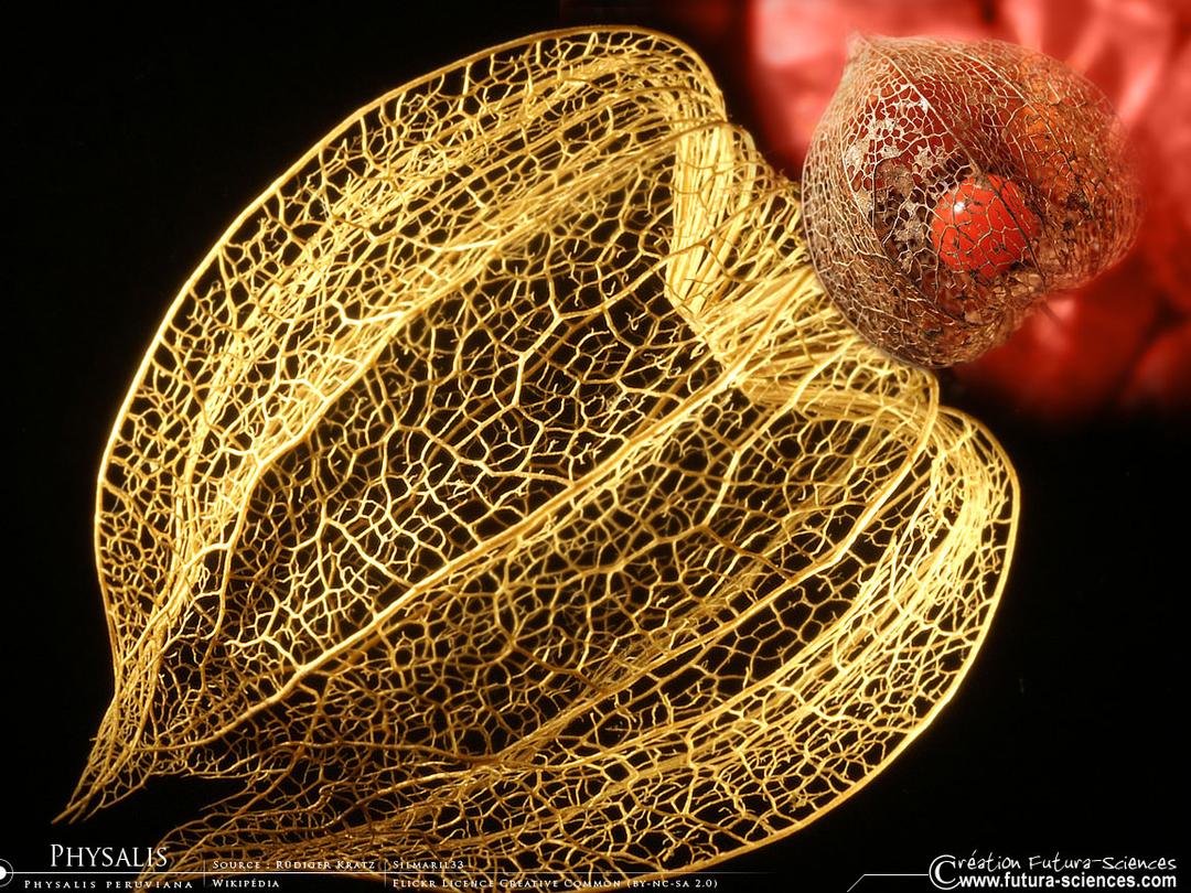 Physalis