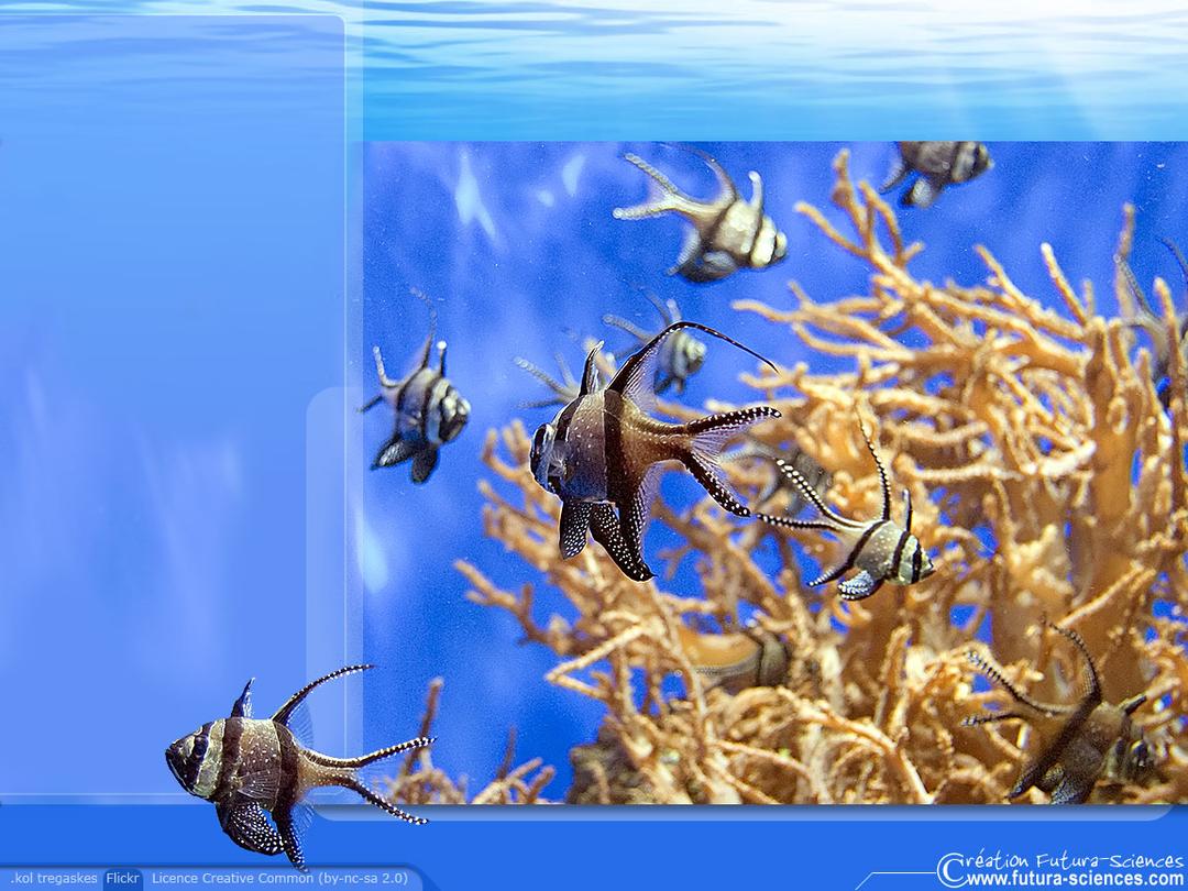 Fonds d'écran Poisson | Futura