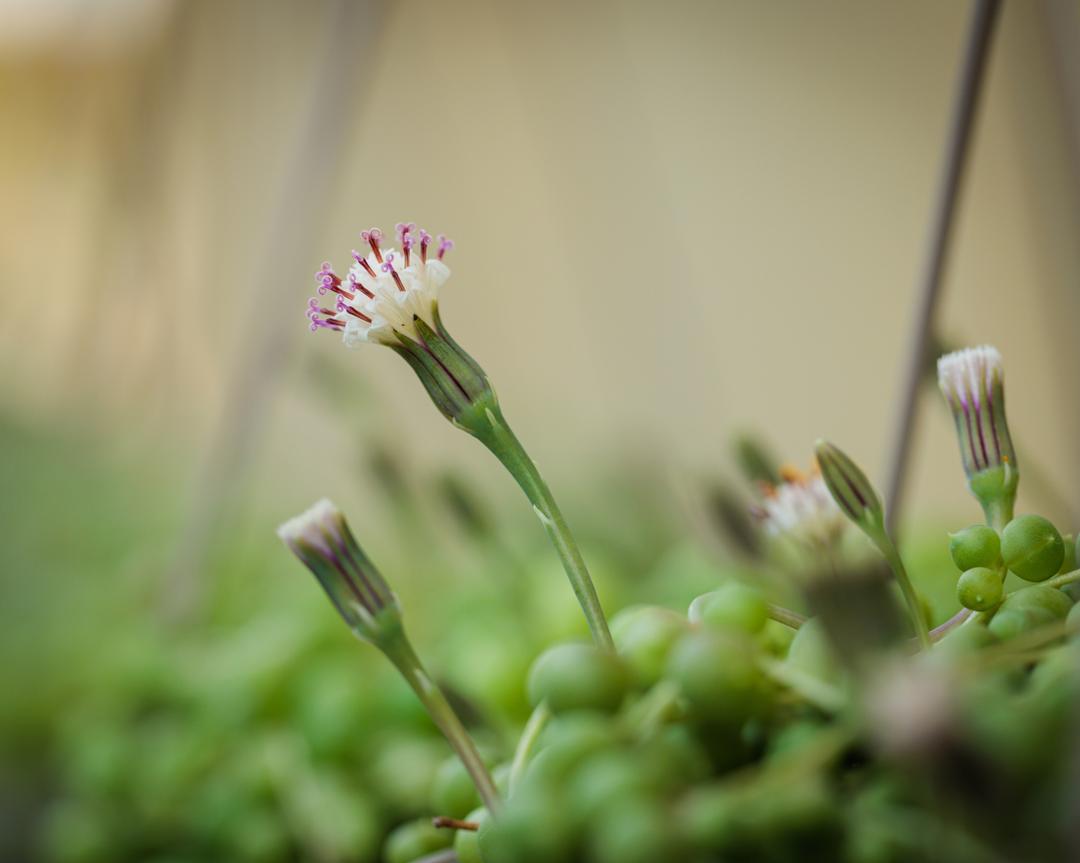 La plante de la semaine : le séneçon de Rowley, un « collier de perles ...