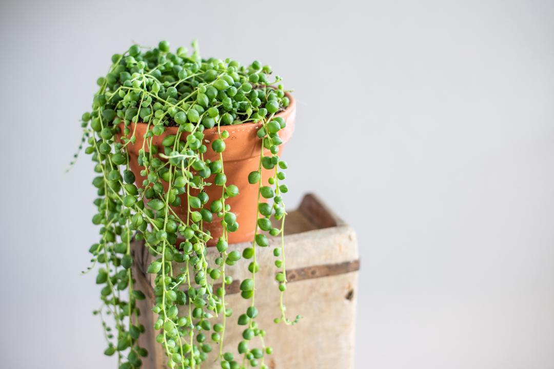 La plante de la semaine : le séneçon de Rowley, un « collier de perles ...