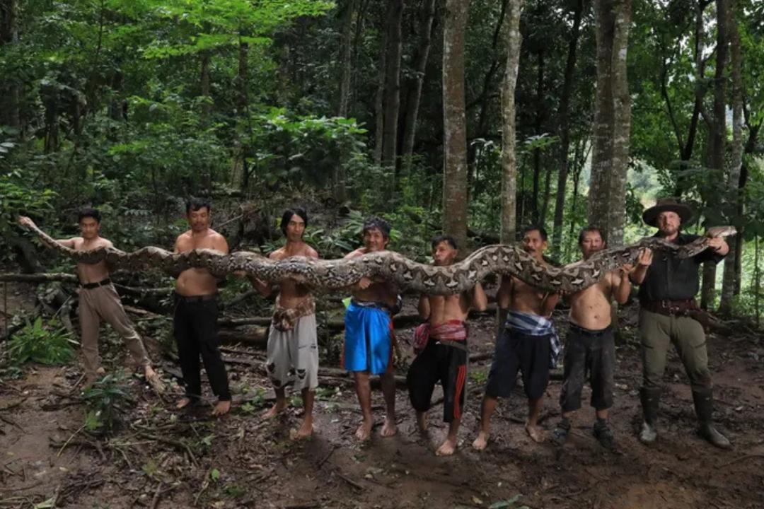 « Il pourrait avaler une vache » : ce python de 7,22 m fascine et inquiète