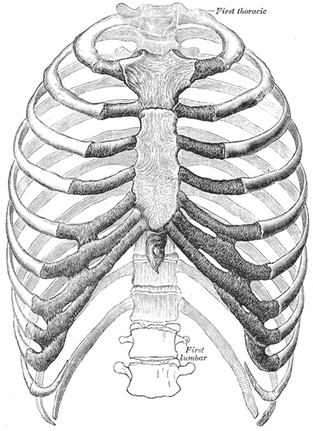 Définition | Thorax : qu'est-ce que c'est ? | Futura santé