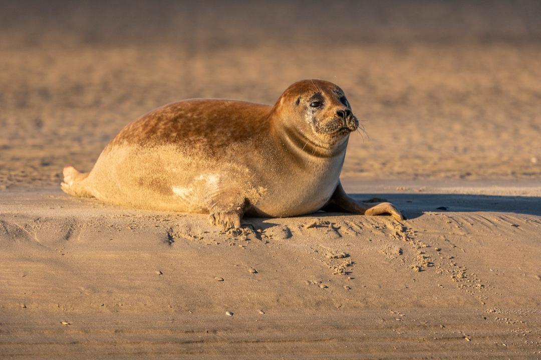 Quelle est la différence entre un phoque et un léopard des mers