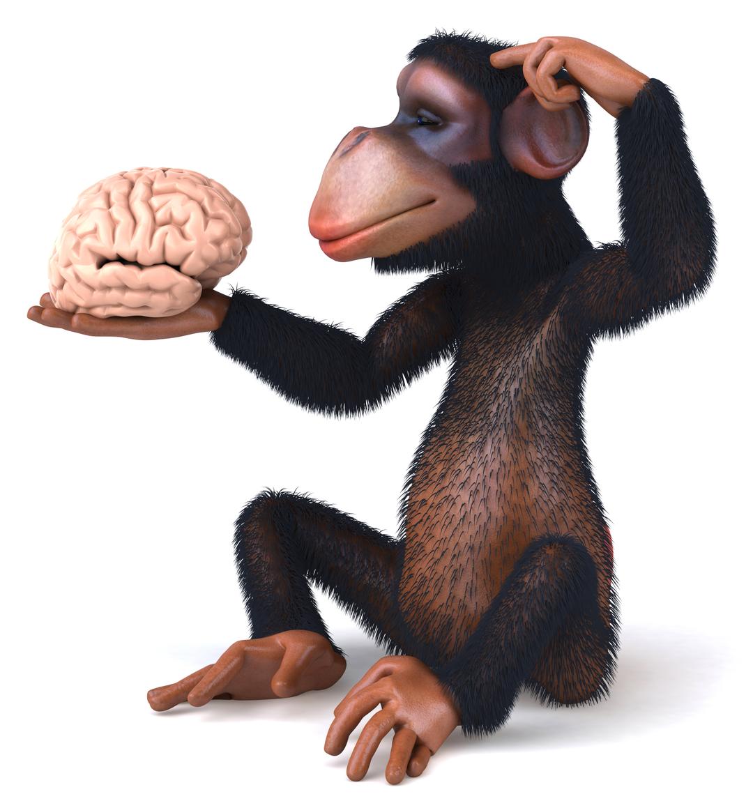 Le développement cérébral des primates ressemble à celui des humains