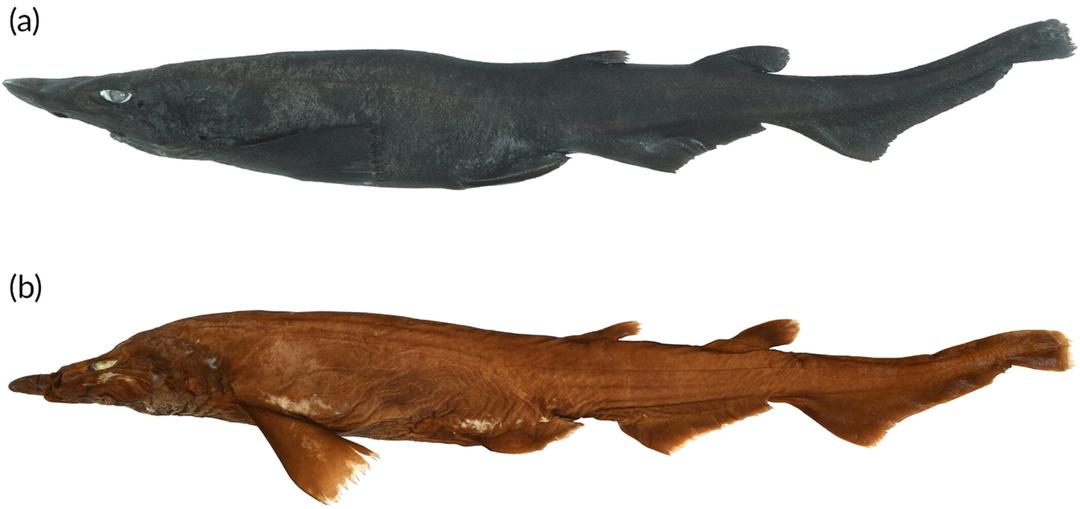 Découverte d'une nouvelle espèce de requin aux allures sinistres