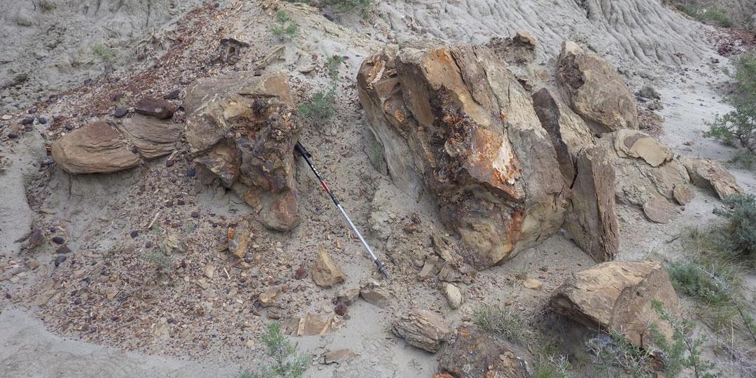 Découverte exceptionnelle d'un crâne de T-Rex très bien conservé