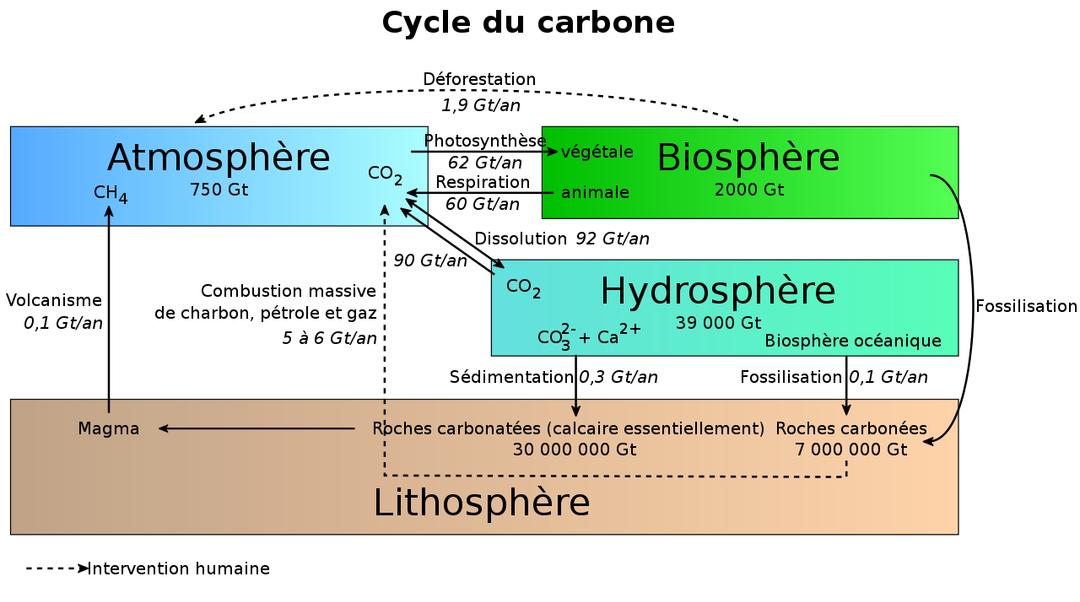 Définition | Cycle du carbone : qu'est-ce que c'est ? | Futura planète