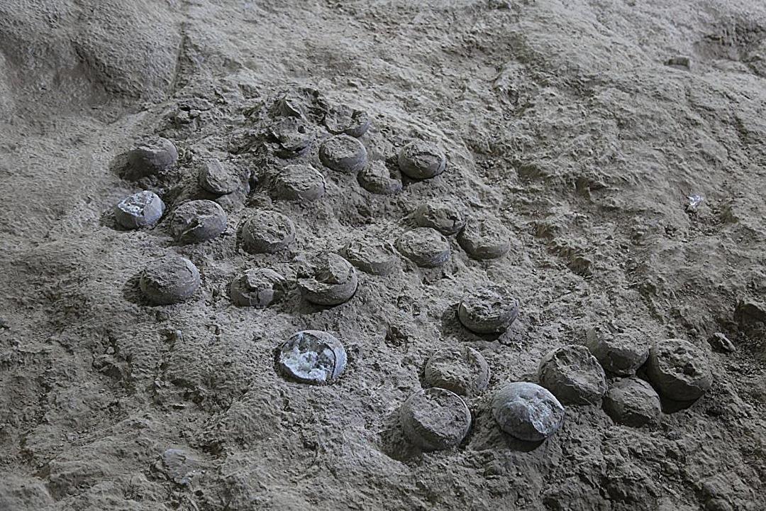 Une datation révolutionnaire d’œufs de dinosaures révèle un tournant ...
