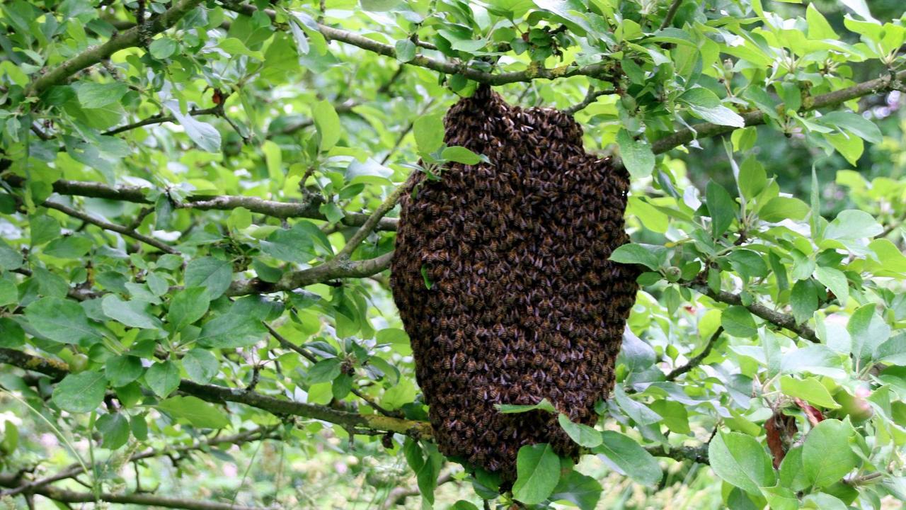 Ce que cache un essaim d’abeilles posé dans votre jardin