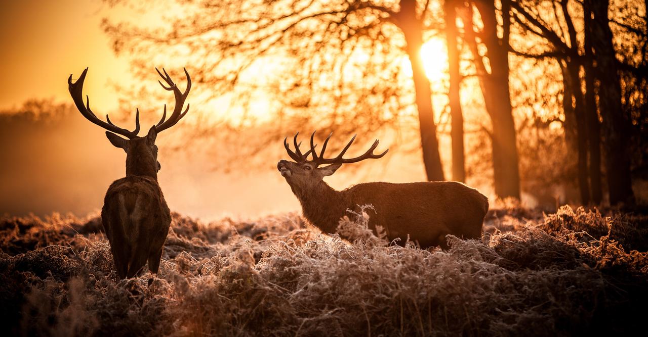 Biche, cerf, chevreuil, chevrette, daim : quelles différences