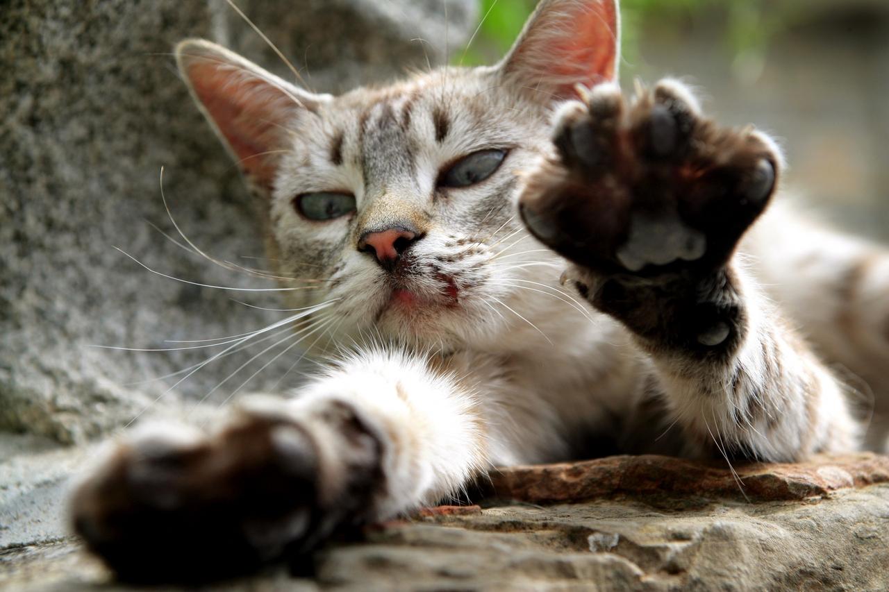 Quels sont les symptômes de la maladie des griffes du chat