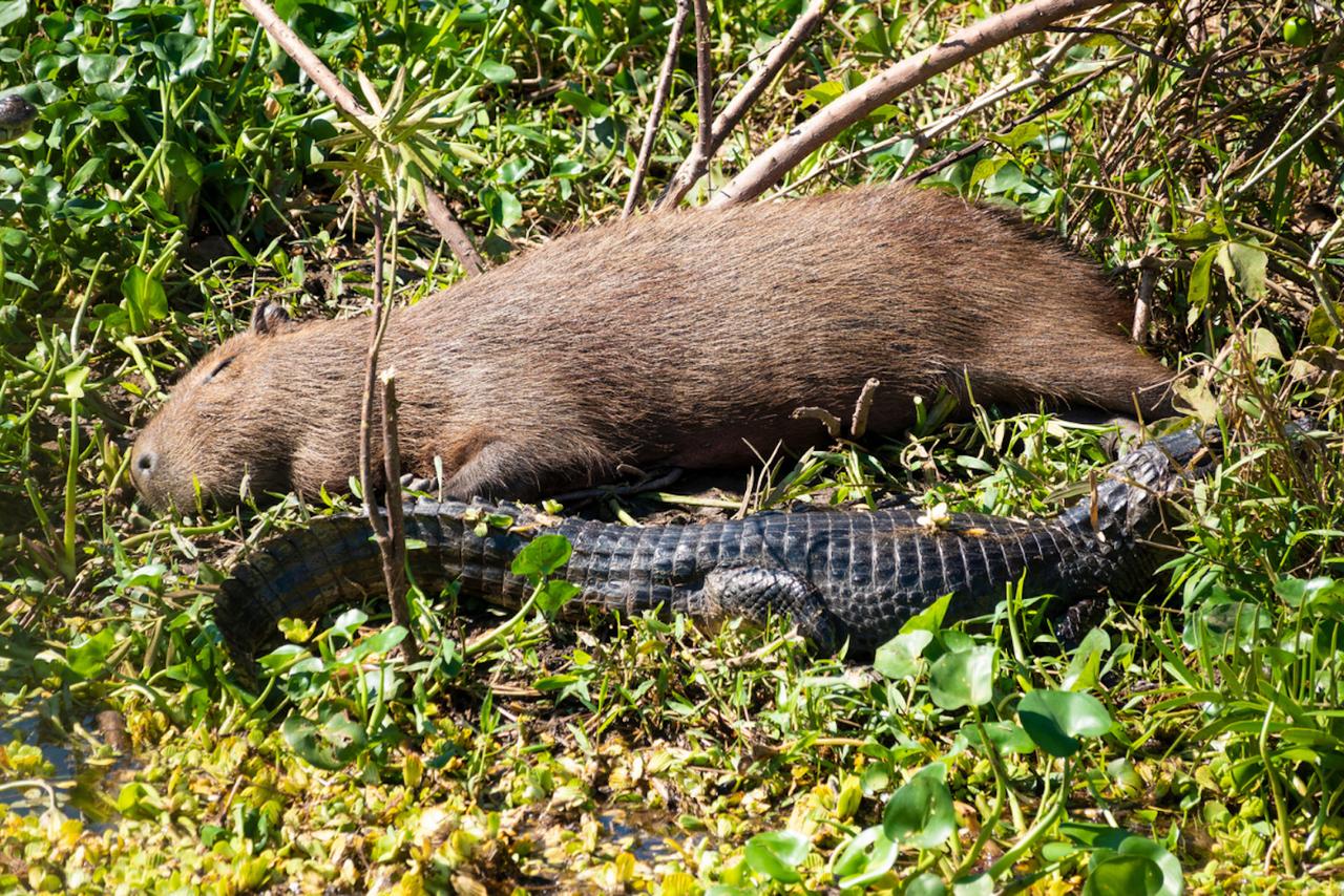 Un pacte insolite : pourquoi crocodiles et capybaras refusent de s’attaquer