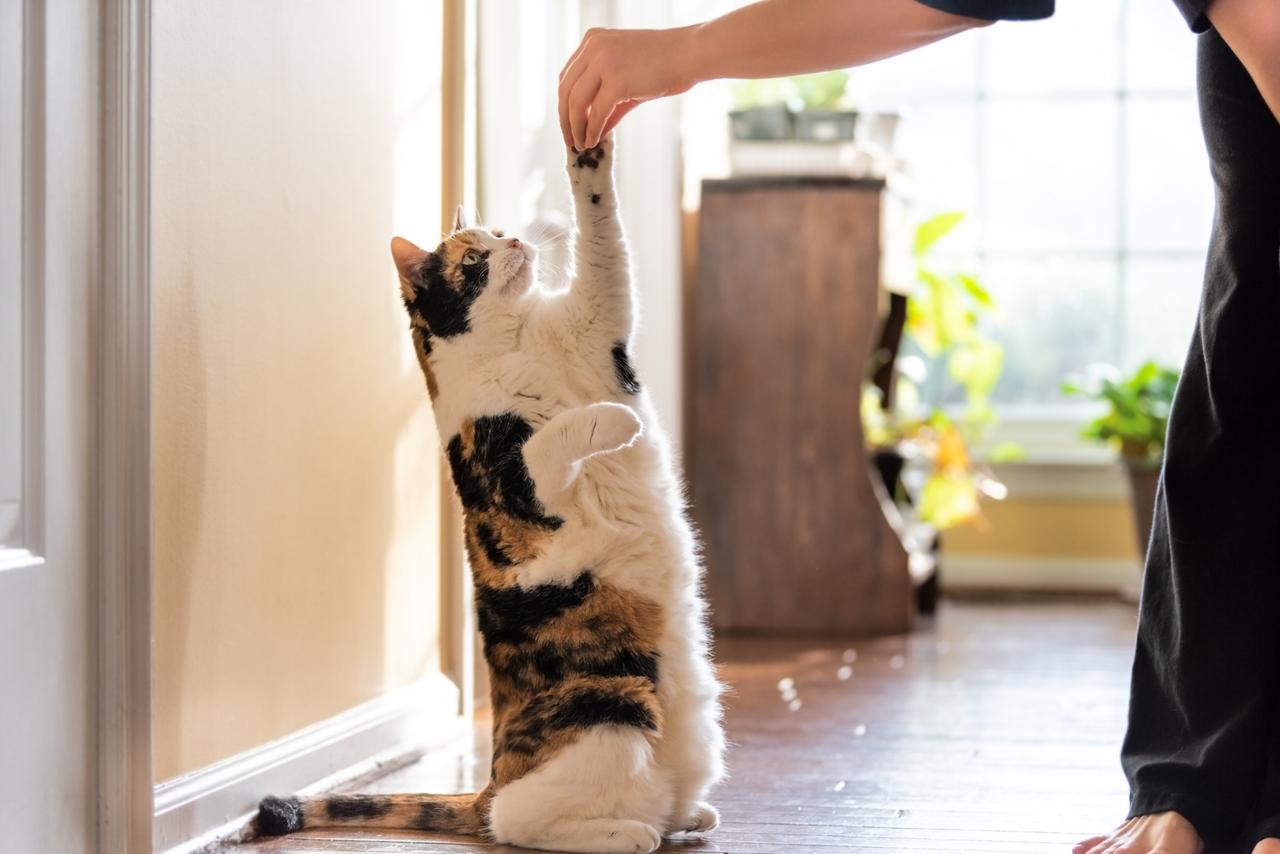 Peut-on dresser un chat comme un chien ? Certaines races apprennent ...